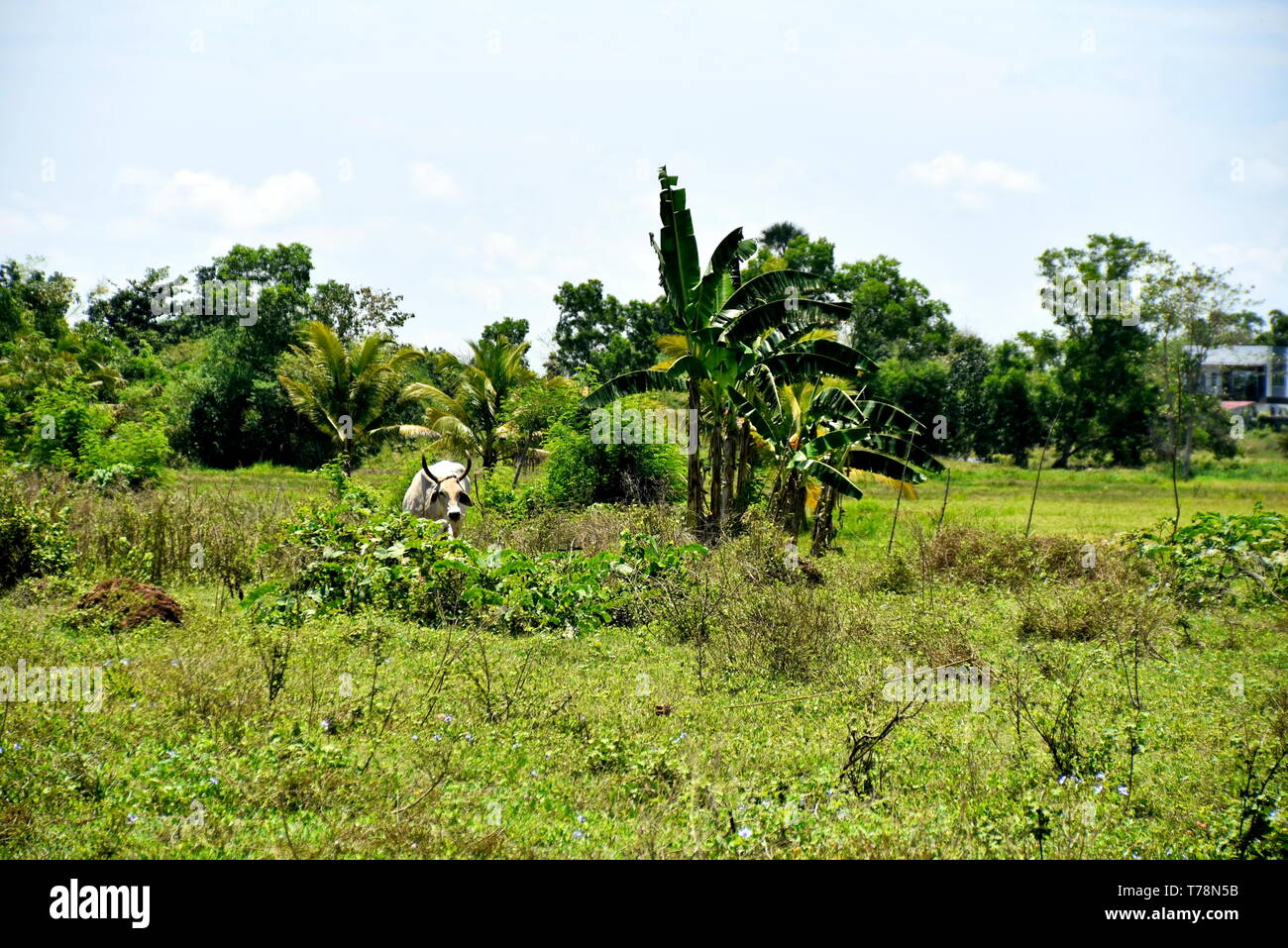 Around the Santiago City, Isabela, Philippines, Santiago City ...