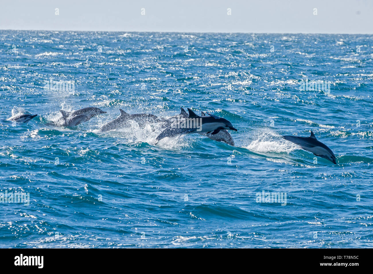 Dolphin riding boat wave hi-res stock photography and images - Alamy