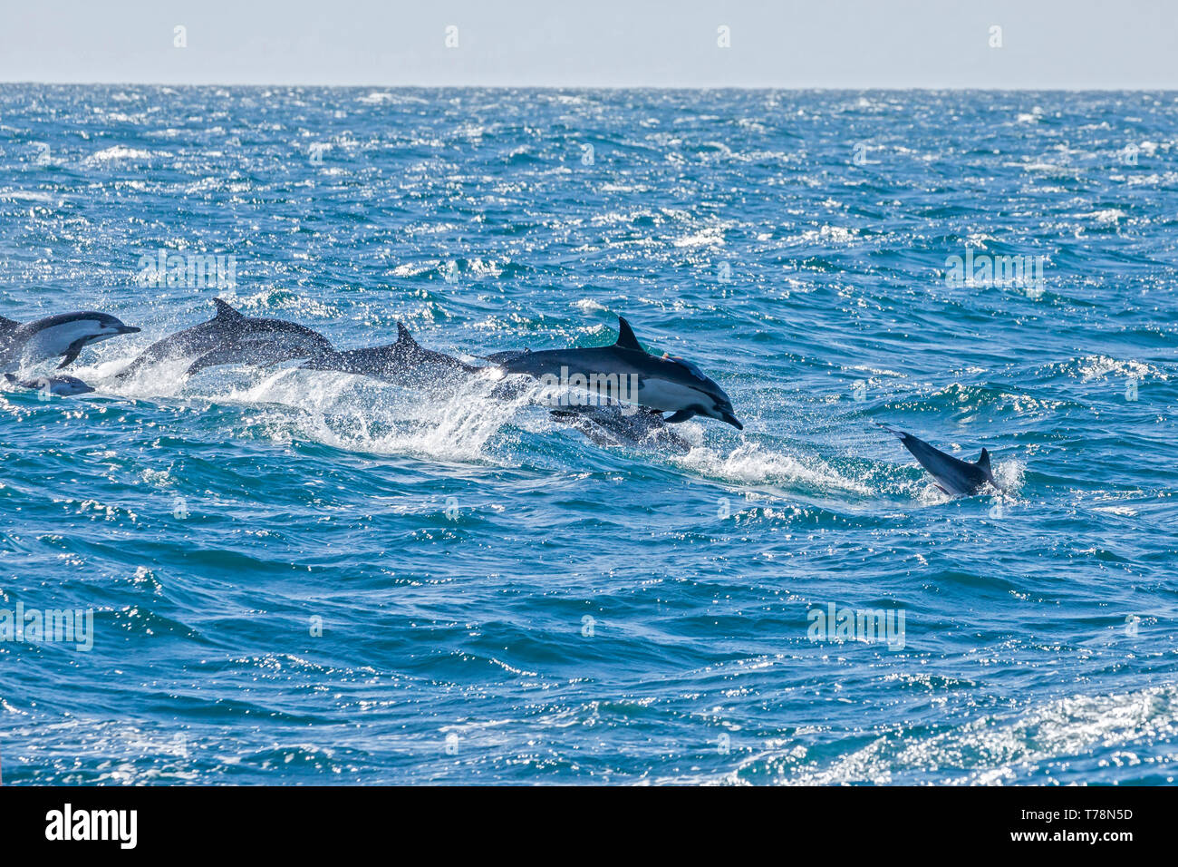 Long beaked common dolphin superpod hi-res stock photography and images ...