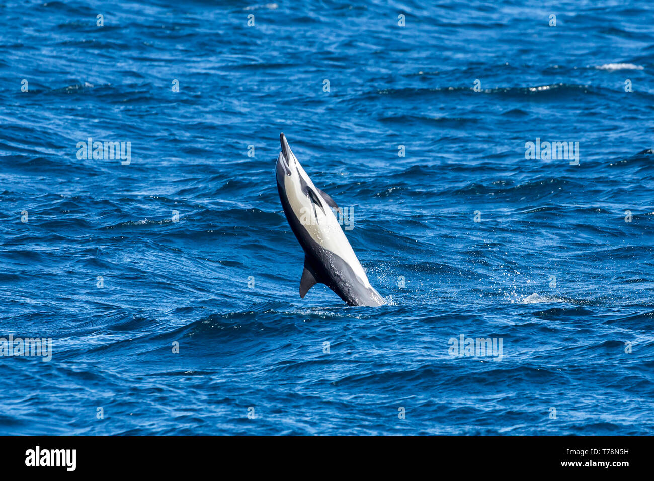 Common Dolphin (Delphinus delphis) superpod approaching the boat for ...