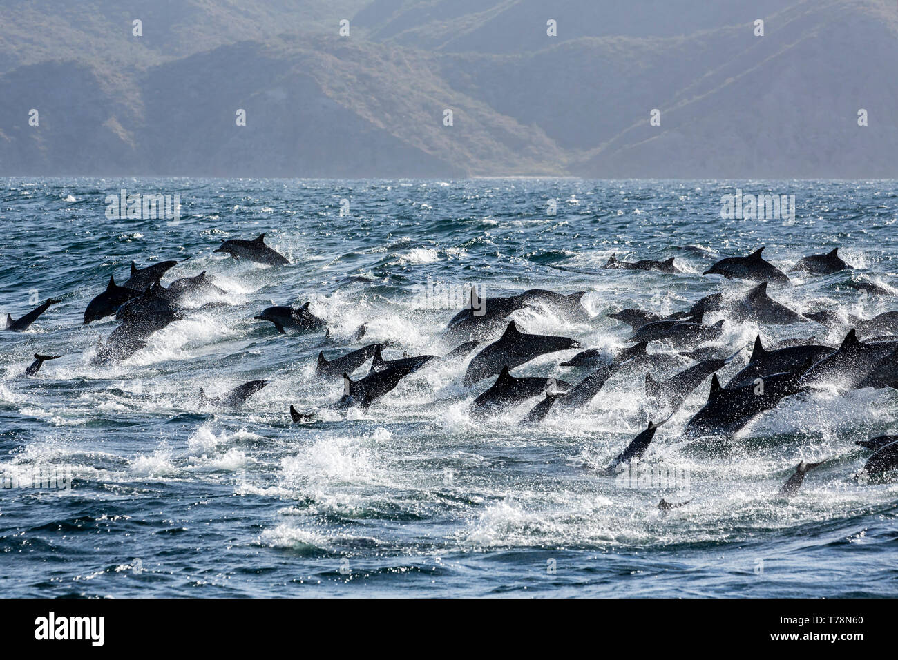 Common Dolphin (Delphinus delphis) superpod approaching the boat for ...