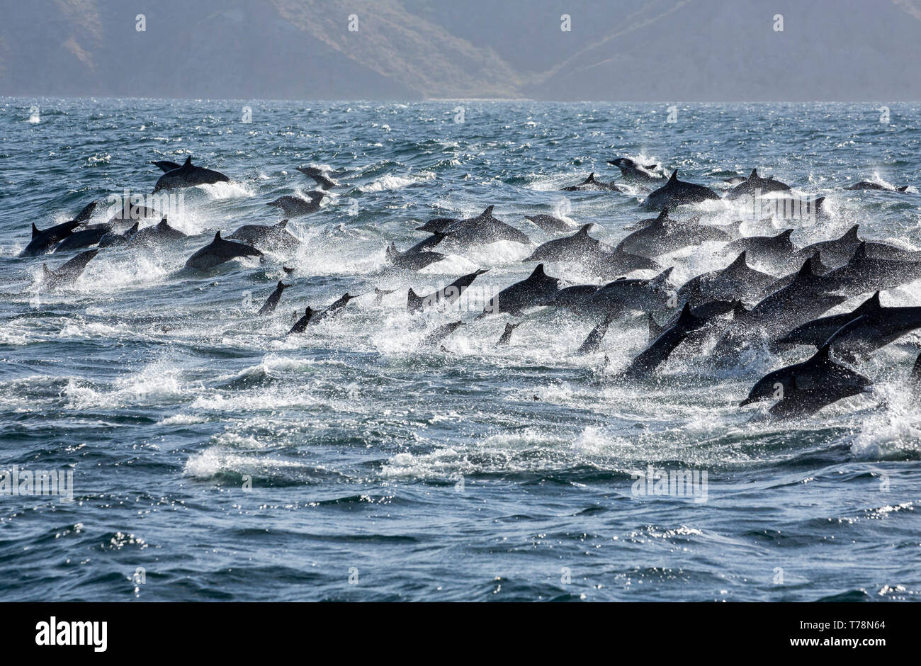 Common Dolphin (Delphinus delphis) superpod approaching the boat for ...