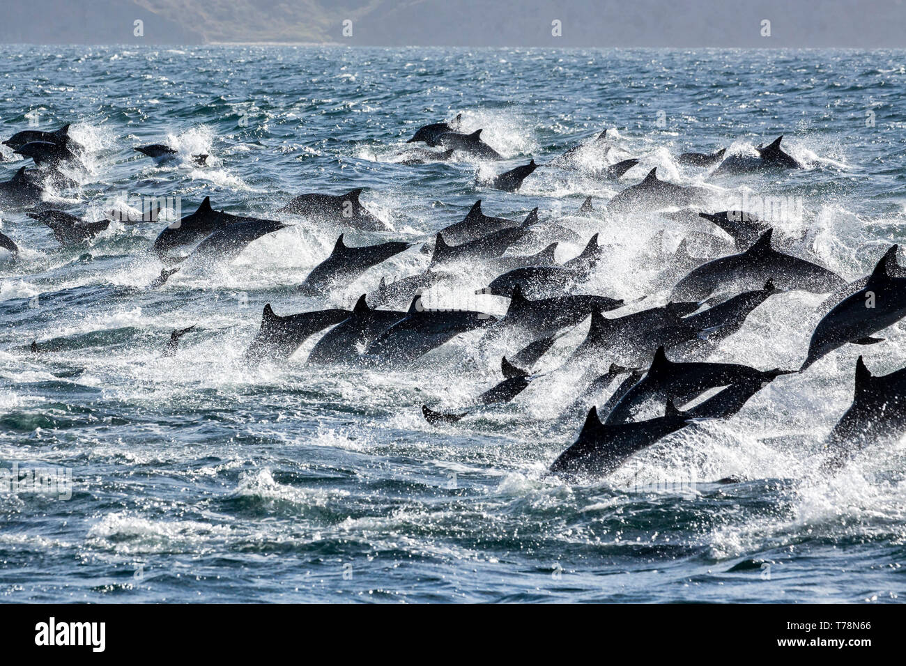 Common Dolphin (Delphinus delphis) superpod approaching the boat for ...