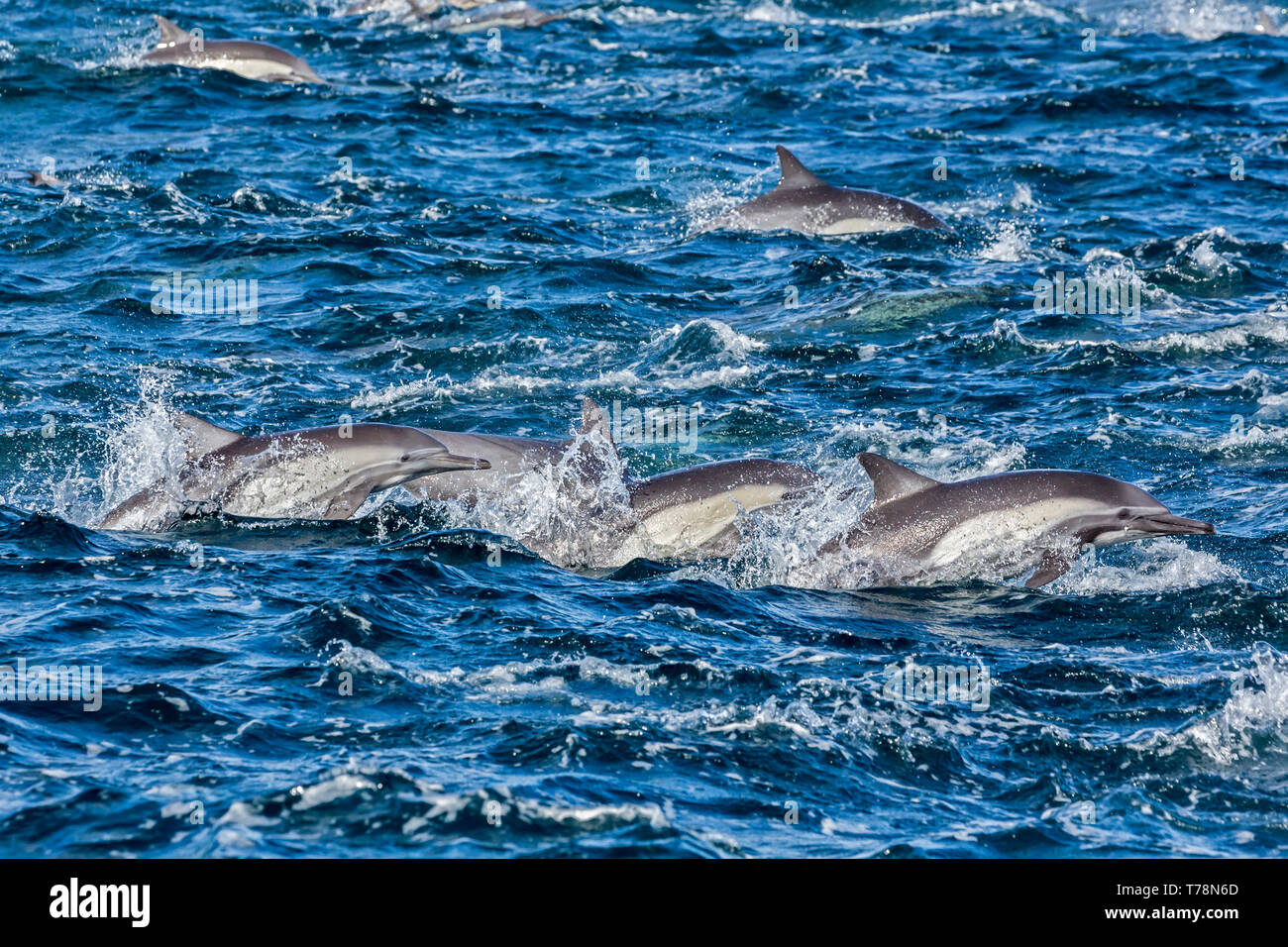 Common Dolphin (Delphinus delphis) superpod approaching the boat for ...