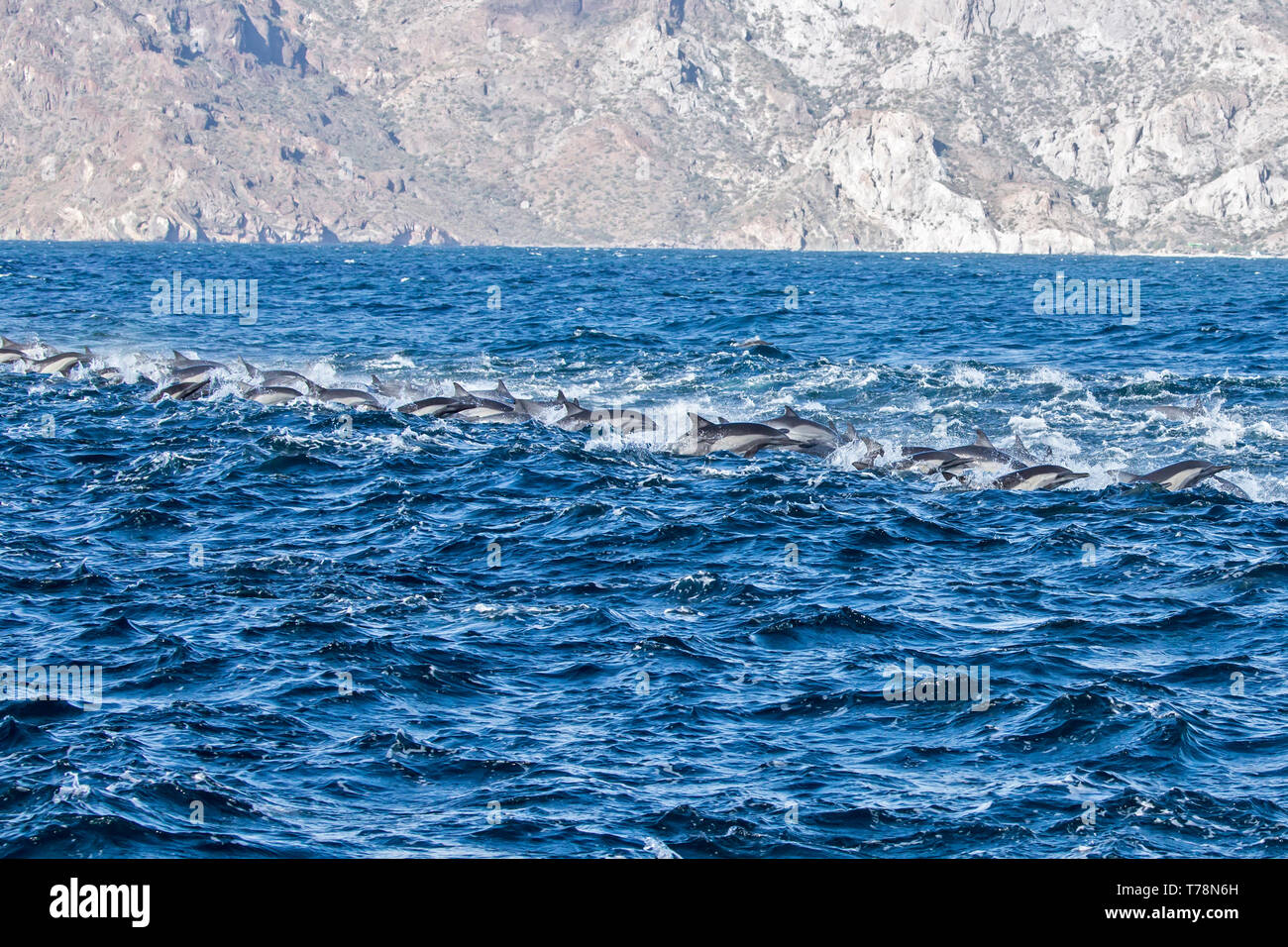 Long beaked common dolphin superpod hi-res stock photography and images ...