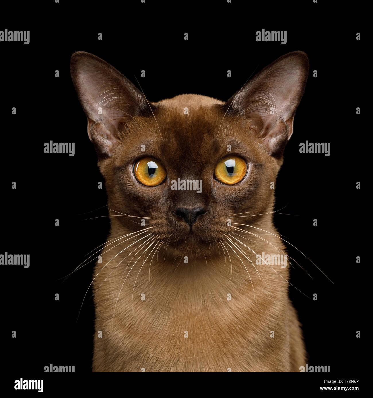 Portrait of Sable Burma Cat Stare in Camera isolated on black ...