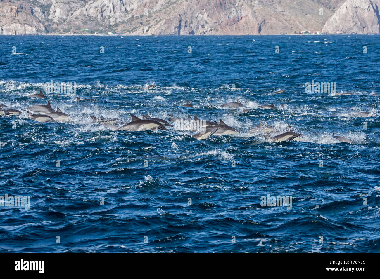 Common Dolphin (Delphinus delphis) superpod approaching the boat for ...
