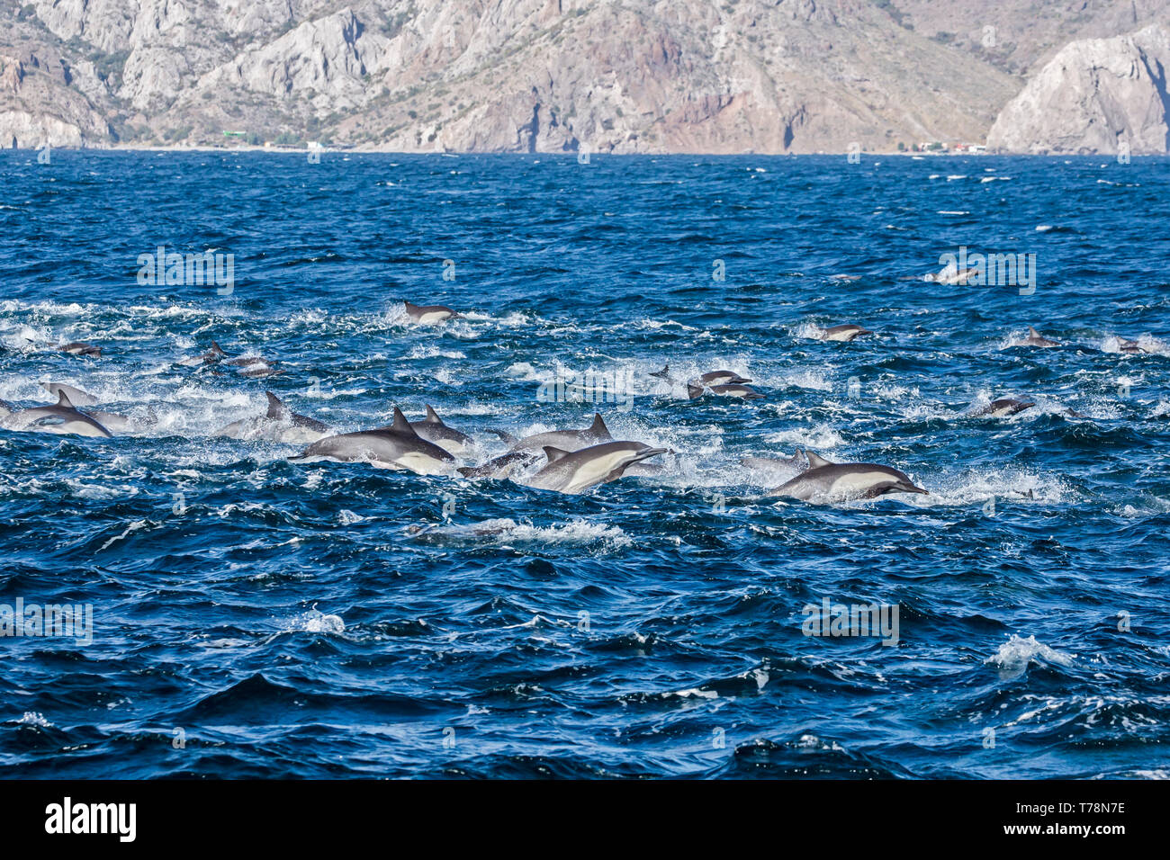 Common Dolphin (Delphinus delphis) superpod approaching the boat for ...