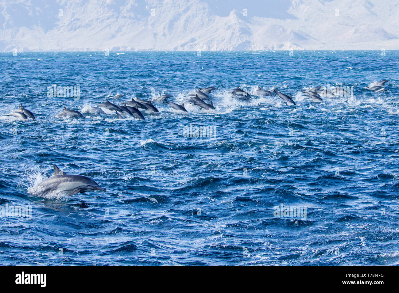 Common Dolphin (Delphinus delphis) superpod approaching the boat for ...