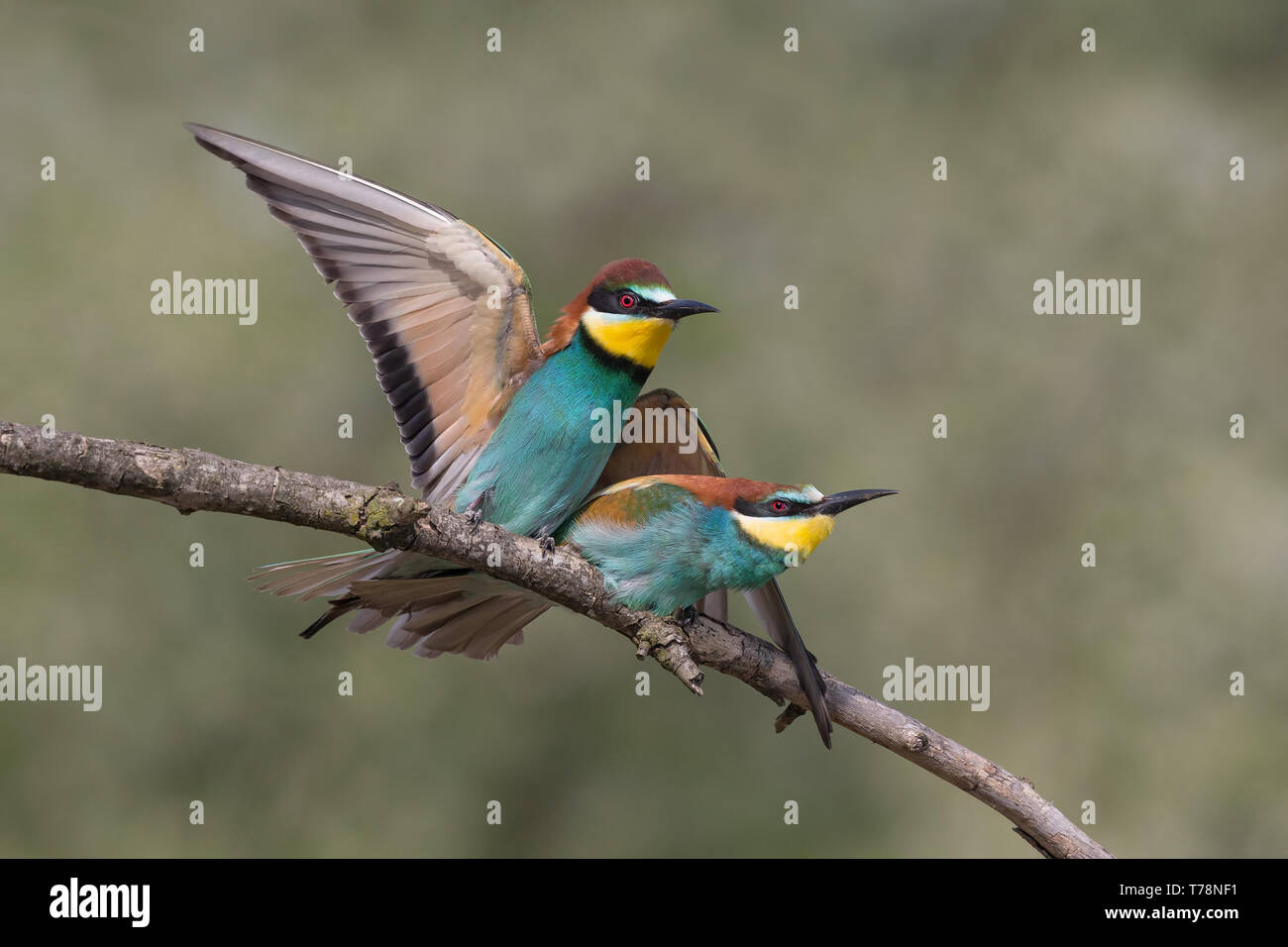 Passerine bee eater species hi-res stock photography and images - Alamy