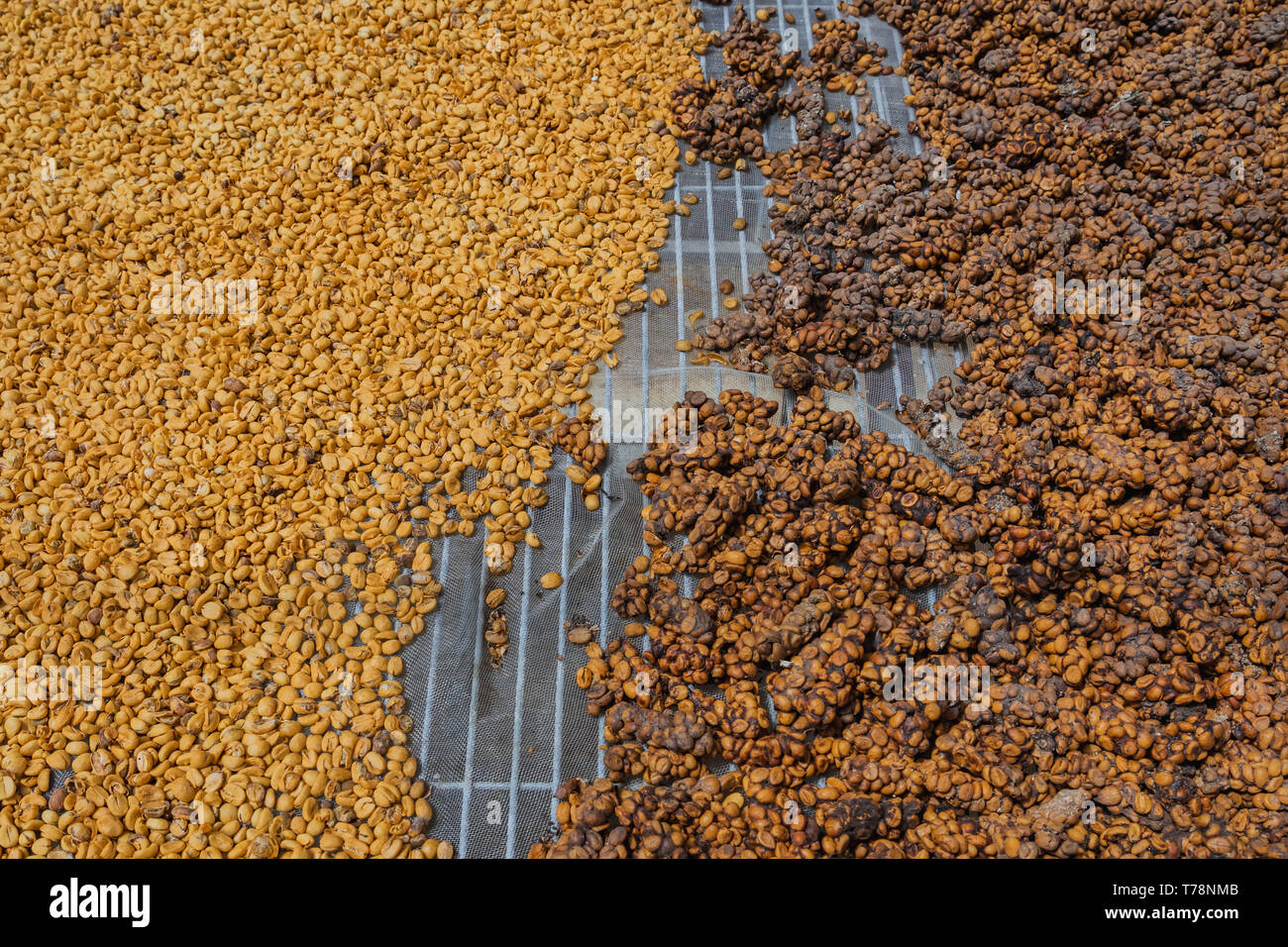 Luwak coffee, unclean coffee beans, Kopi luwak is coffee that includes ...