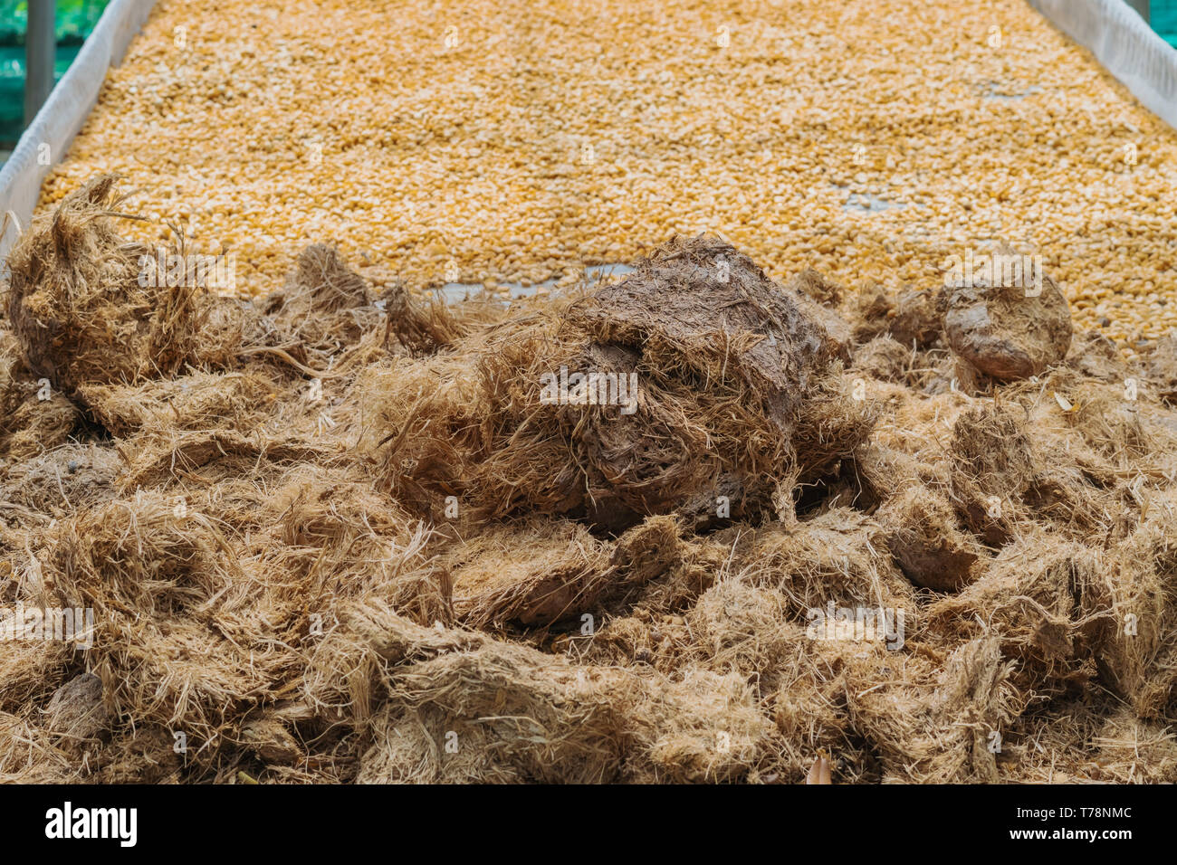 Luwak coffee, unclean coffee beans, Kopi luwak is coffee that includes ...