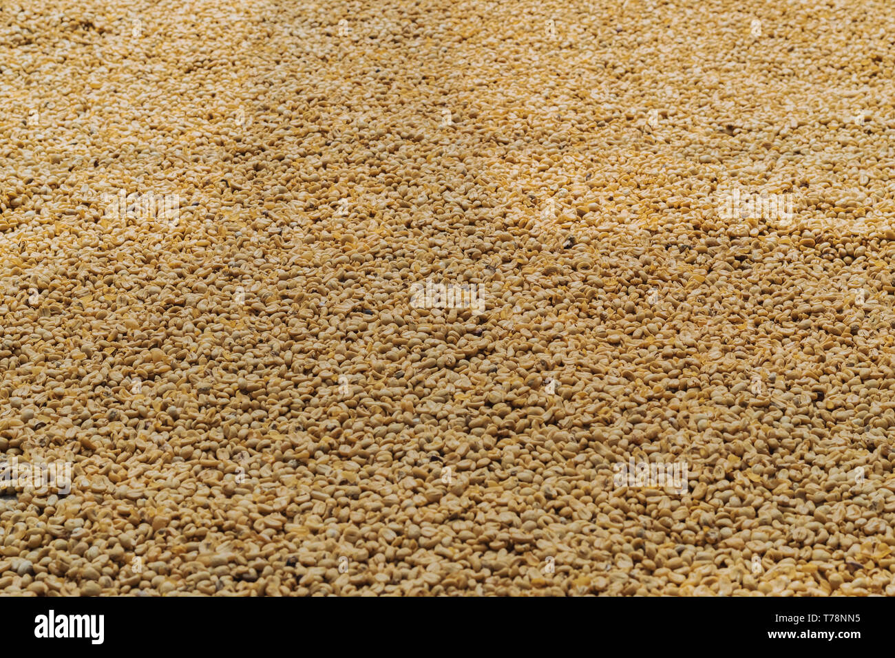 Luwak coffee, unclean coffee beans, Kopi luwak is coffee that includes ...