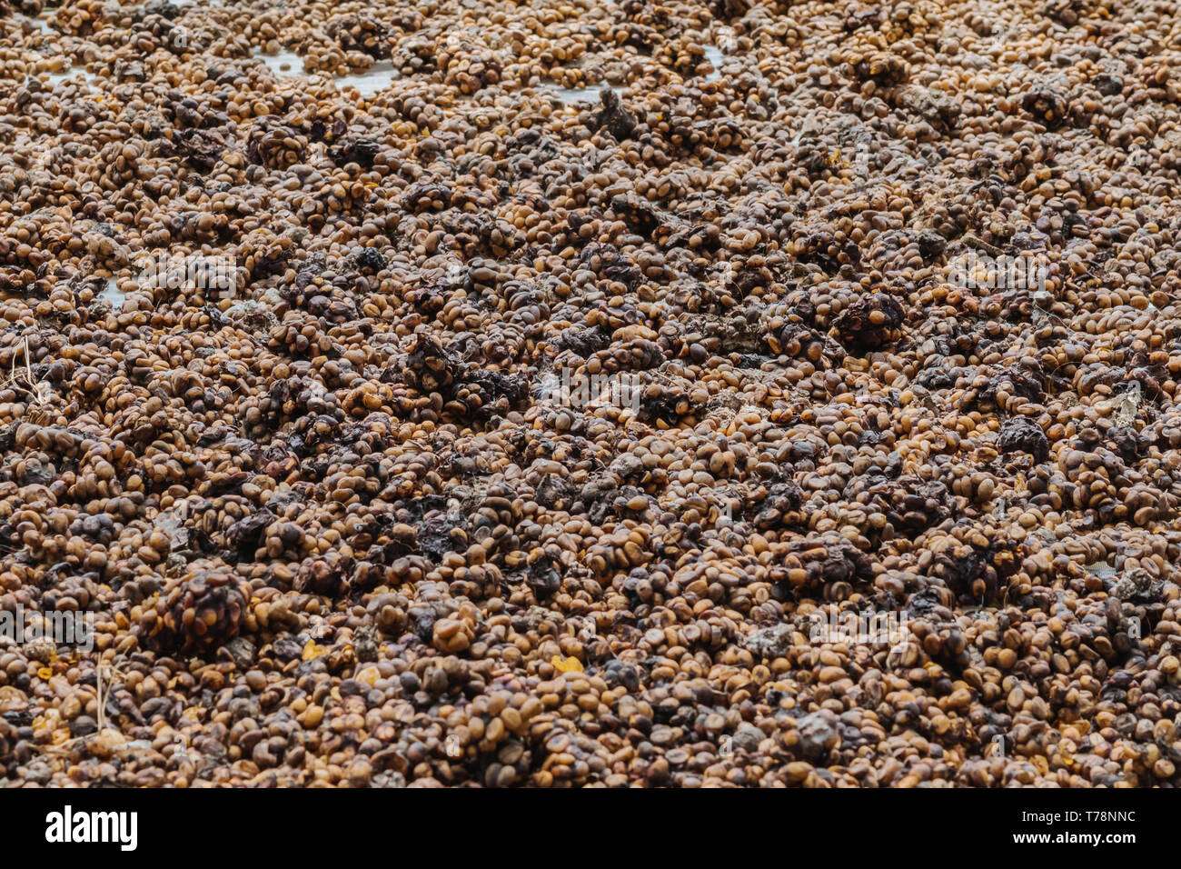 Luwak coffee, unclean coffee beans, Kopi luwak is coffee that includes ...