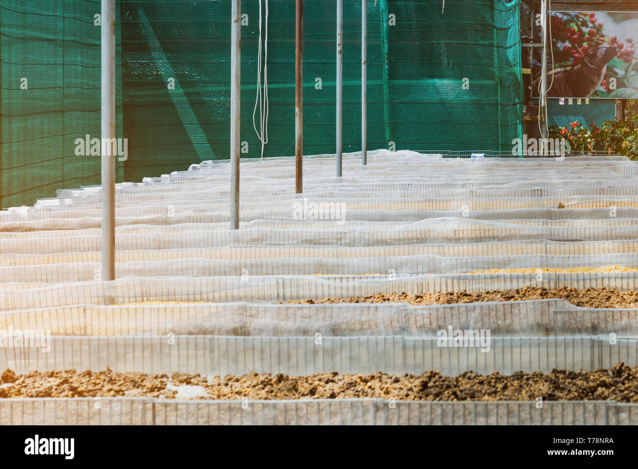 Luwak coffee, unclean coffee beans, Kopi luwak is coffee that includes ...