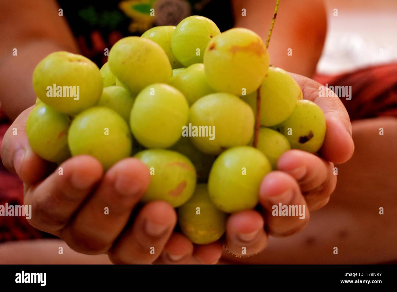 Hand full with green fruit Stock Photo - Alamy