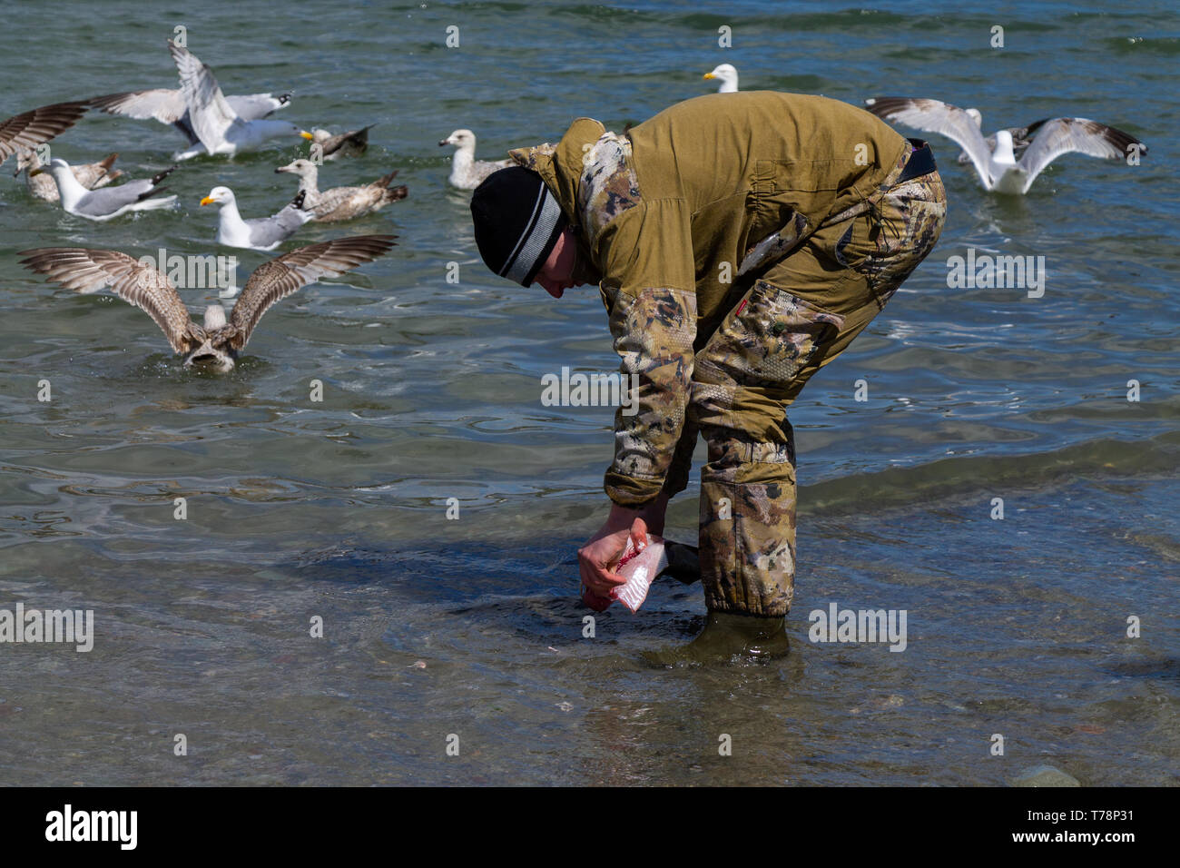 Male sea angler cleaning his catch of line caught fish in the sea Stock ...