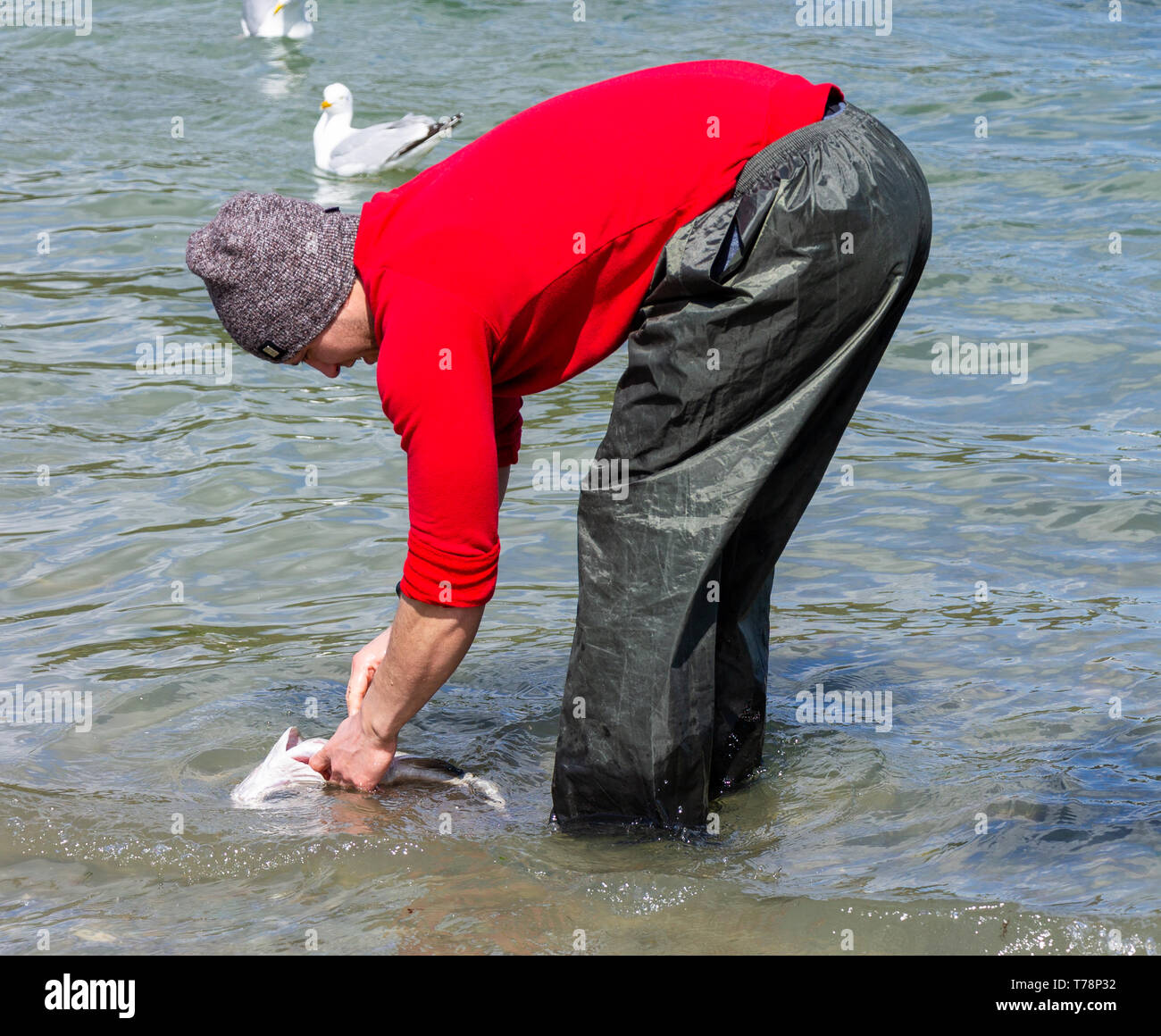 Male sea angler cleaning his catch of line caught fish in the sea Stock ...
