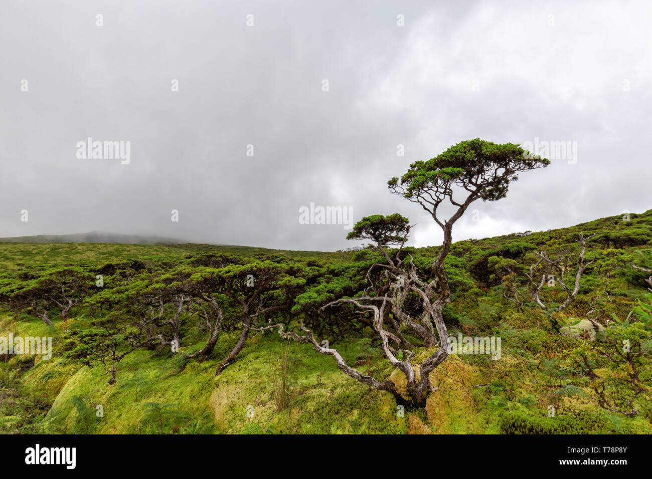 Unique Azores ecosystem on Flores island in the Azores, Portugal Stock ...