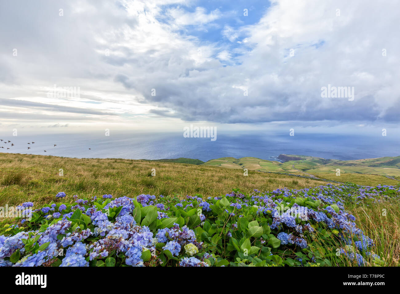 A flock of birds on pasture land with hydrangeas blooming in the summer ...