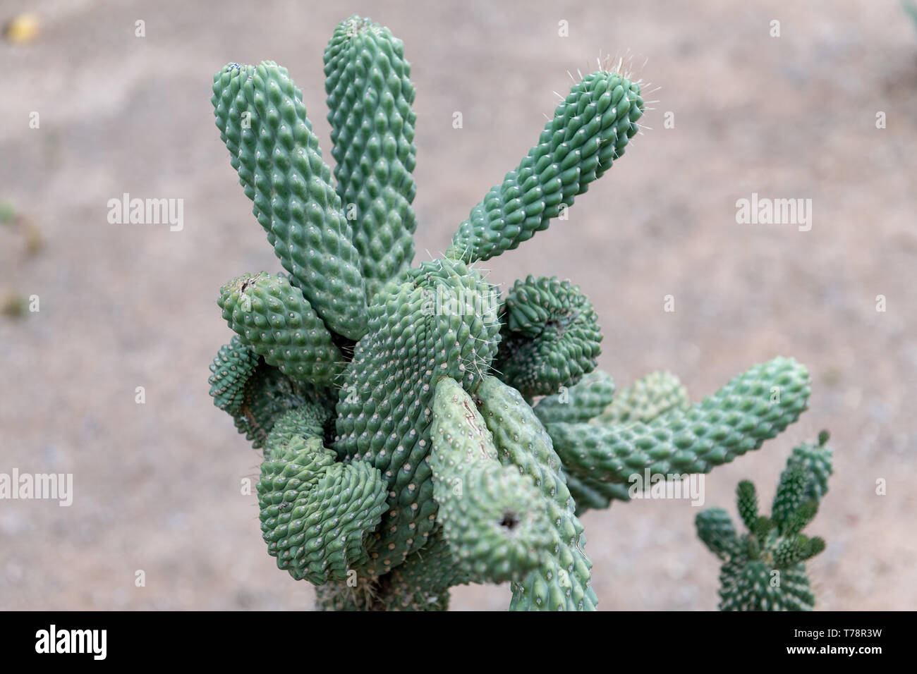 Boxing Glove Cactus (Cylindropuntia fulgida) in Tucson, Arizona, USA ...