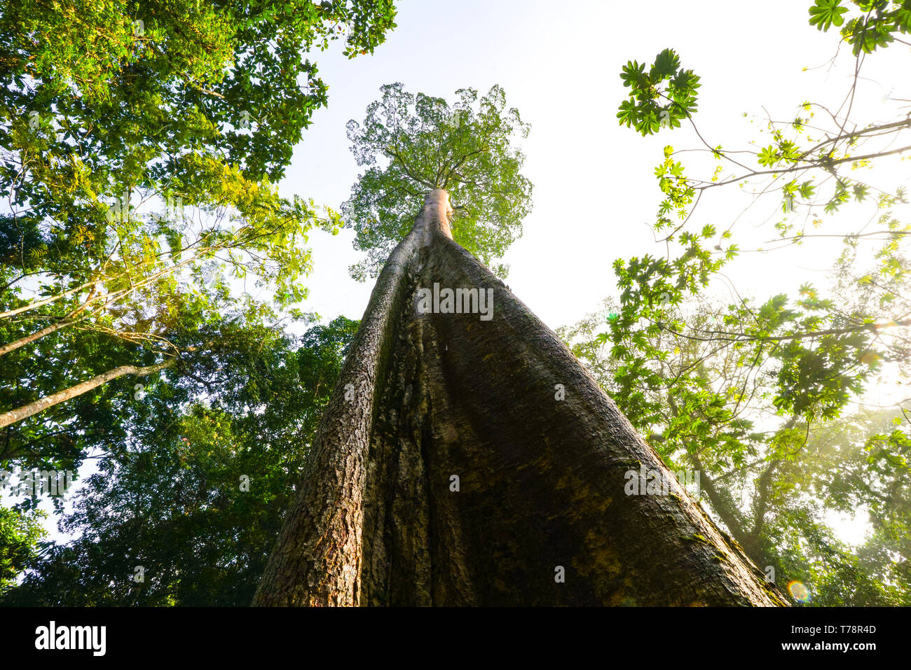 Green planet and success concept, gigantic tree reaching up to the sky ...