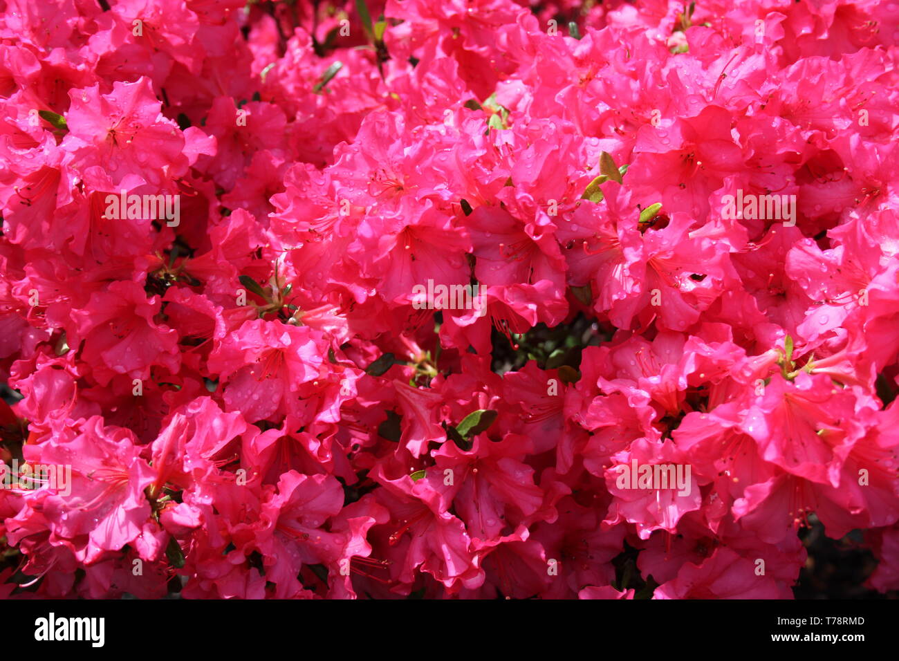 Evergreen azalea hi-res stock photography and images - Alamy