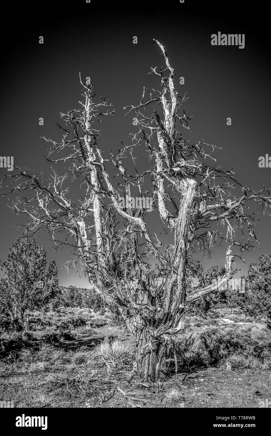 Dry rotten trees at Inyo National Forest in the Sierra Nevada Stock ...