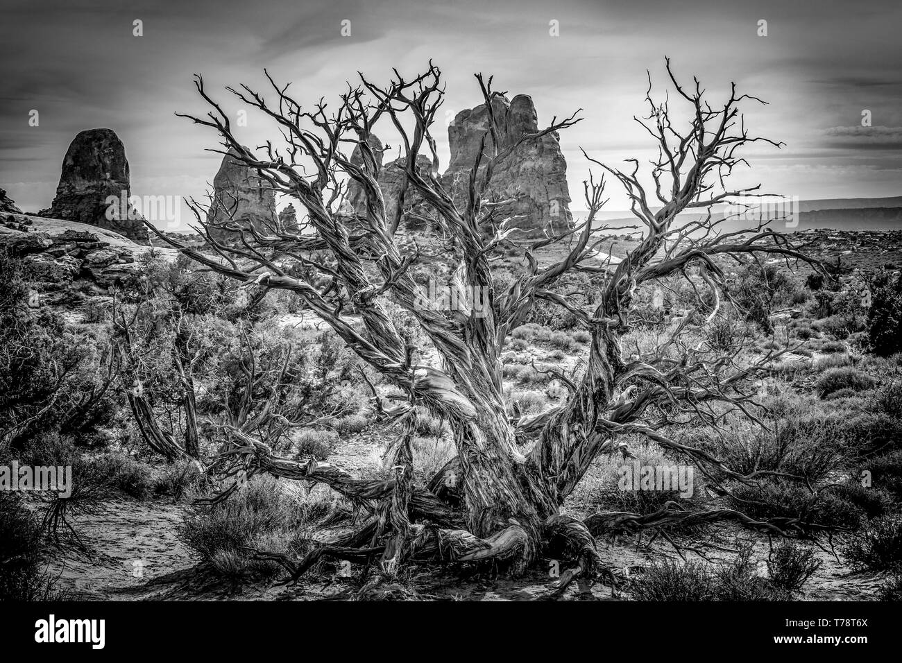 Dry vegetation at Arches National Park in the desert of Utah Stock ...