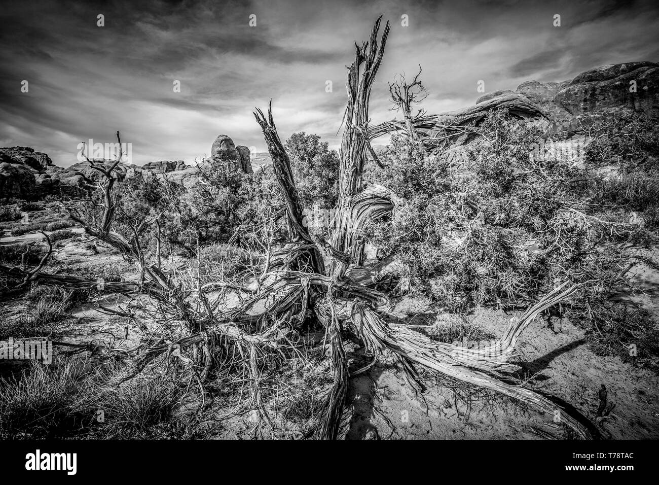 Dry vegetation at Arches National Park in the desert of Utah Stock ...
