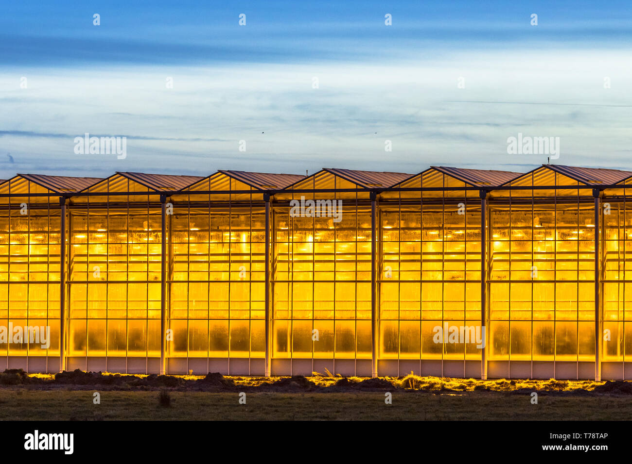 Illuminated industrial greenhouse with yellow lights and blue sky in ...