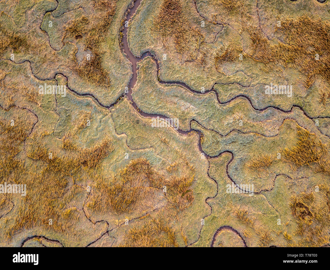 Aerial top down view of tidal marshland with natural meandering ...