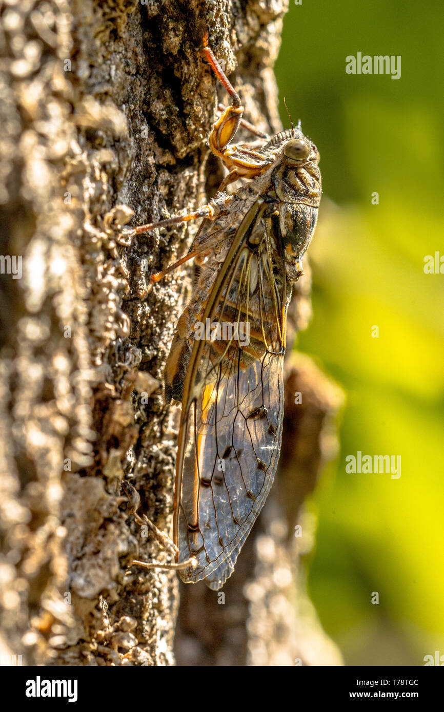 Common Cicada Stock Photos & Common Cicada Stock Images - Alamy