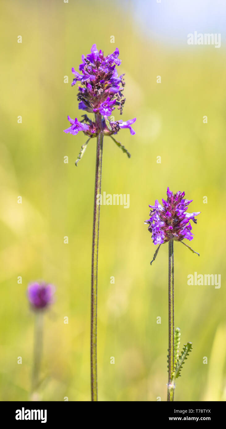 Purple betony (Stachys officinalis) in natural grassland invironment ...