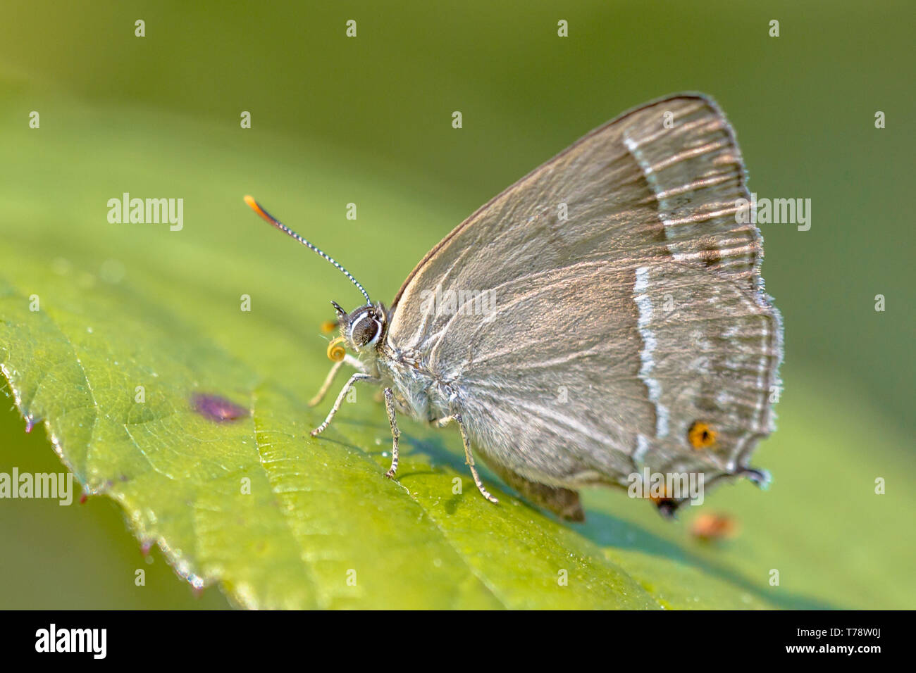Purple hairstreak (Neozephyrus quercus) butterfly eating sugars on ...