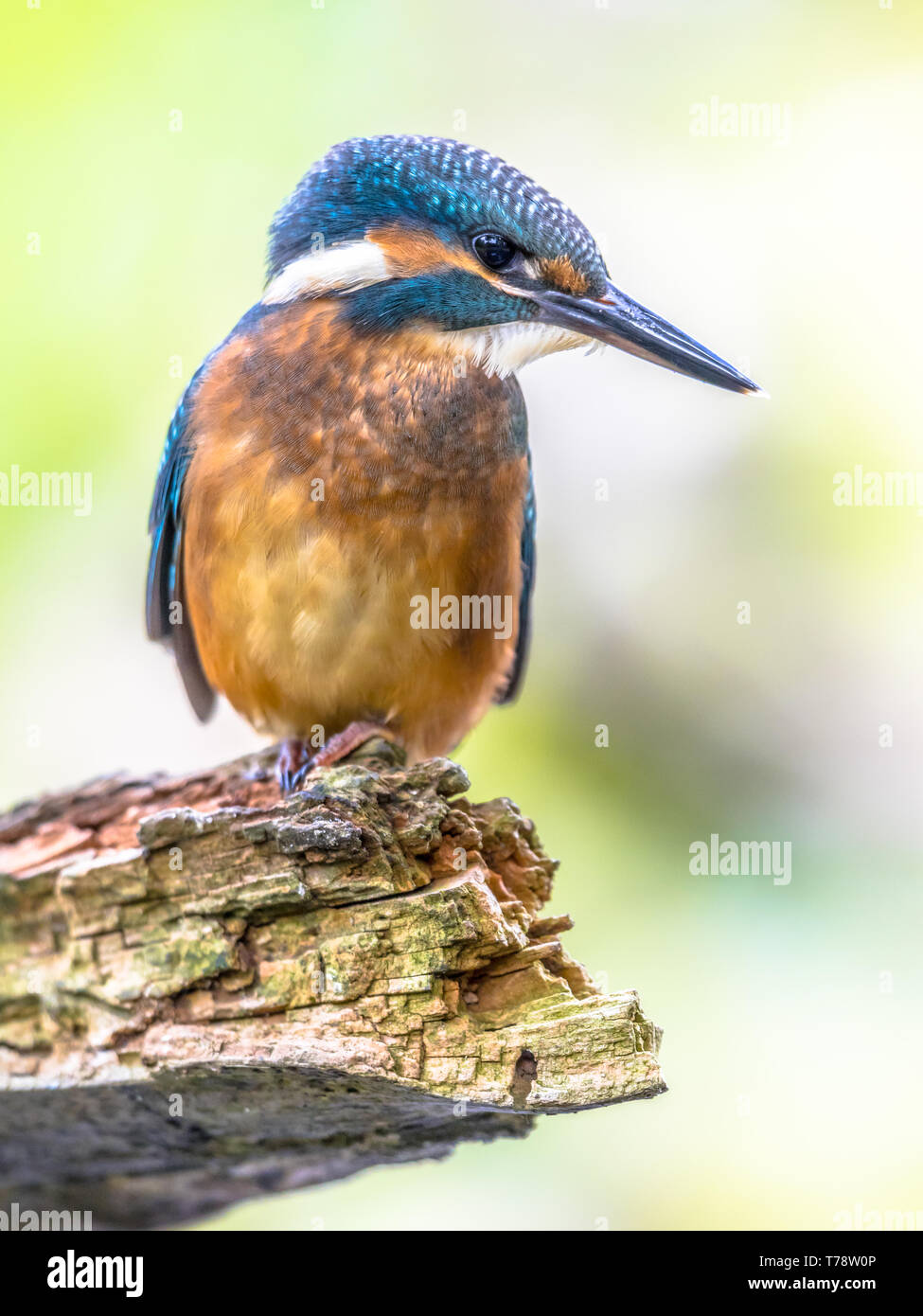 Eurasian kingfisher (Alcedo atthis) looking down for fish. This bird is ...