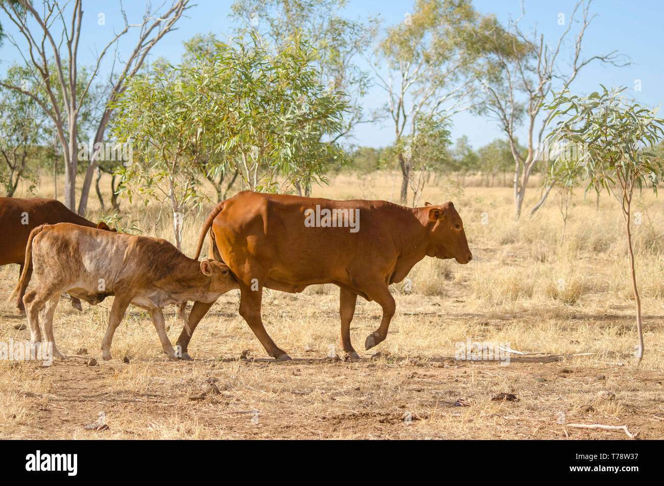 Droughtmaster cattle hi-res stock photography and images - Alamy