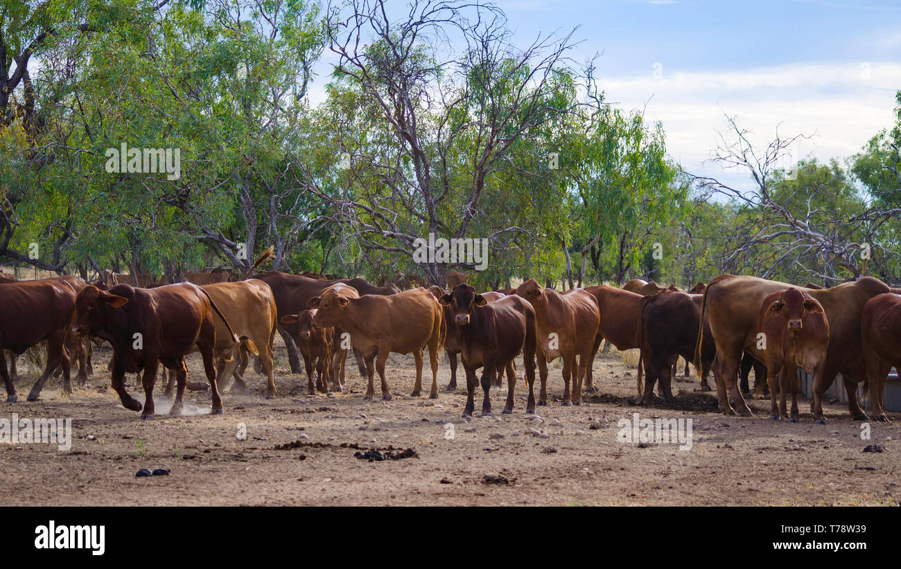 A herd of carrel on an Outback Cattle station in Western Australia ...