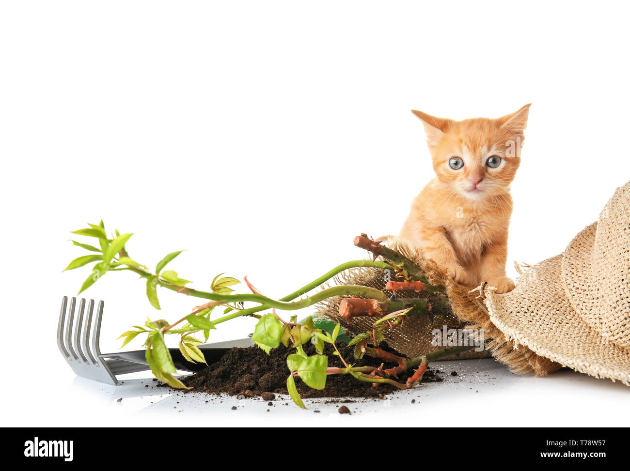 Funny kitten with garden tools on white background Stock Photo - Alamy