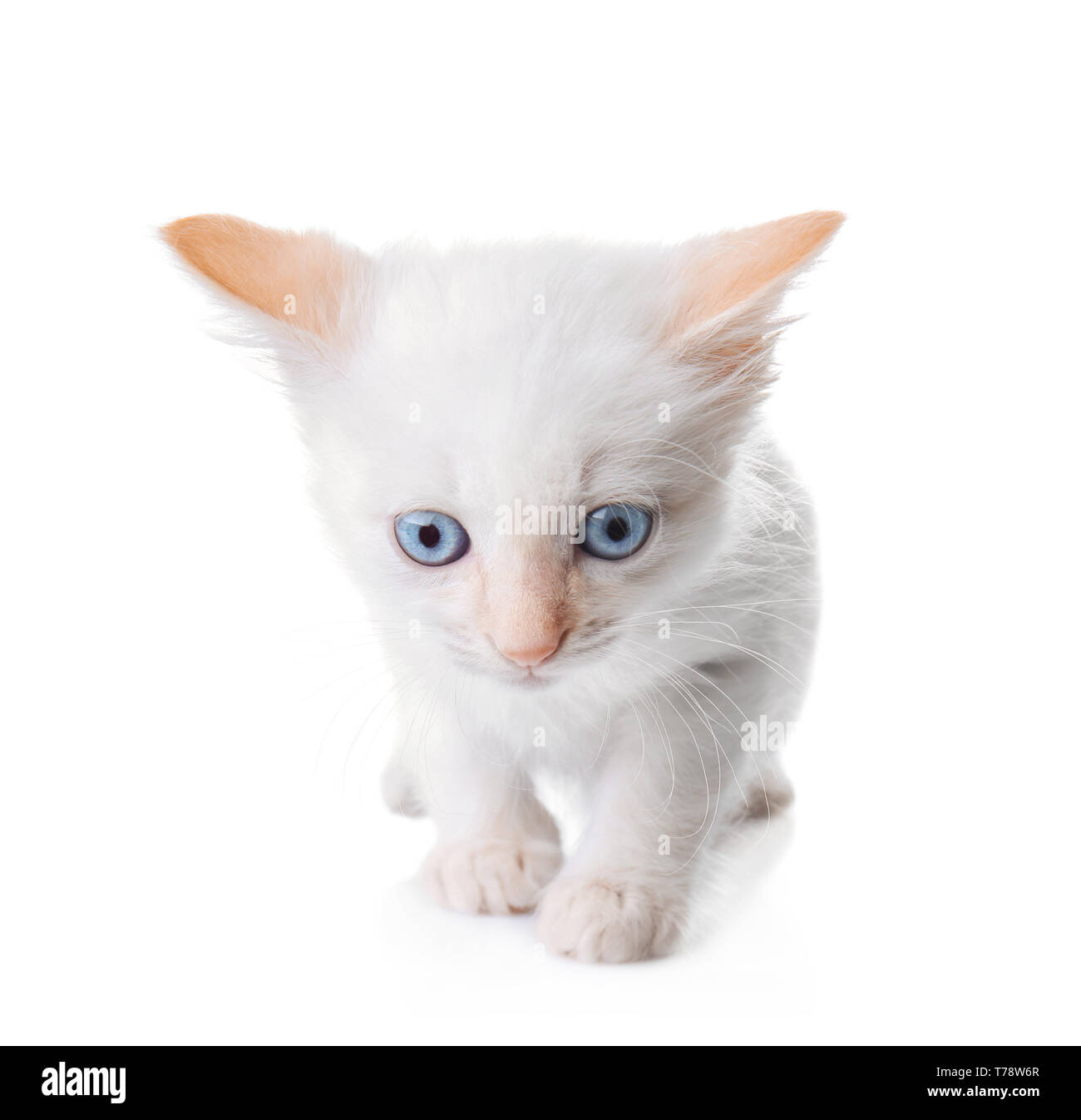 Funny small kitten on white background Stock Photo - Alamy