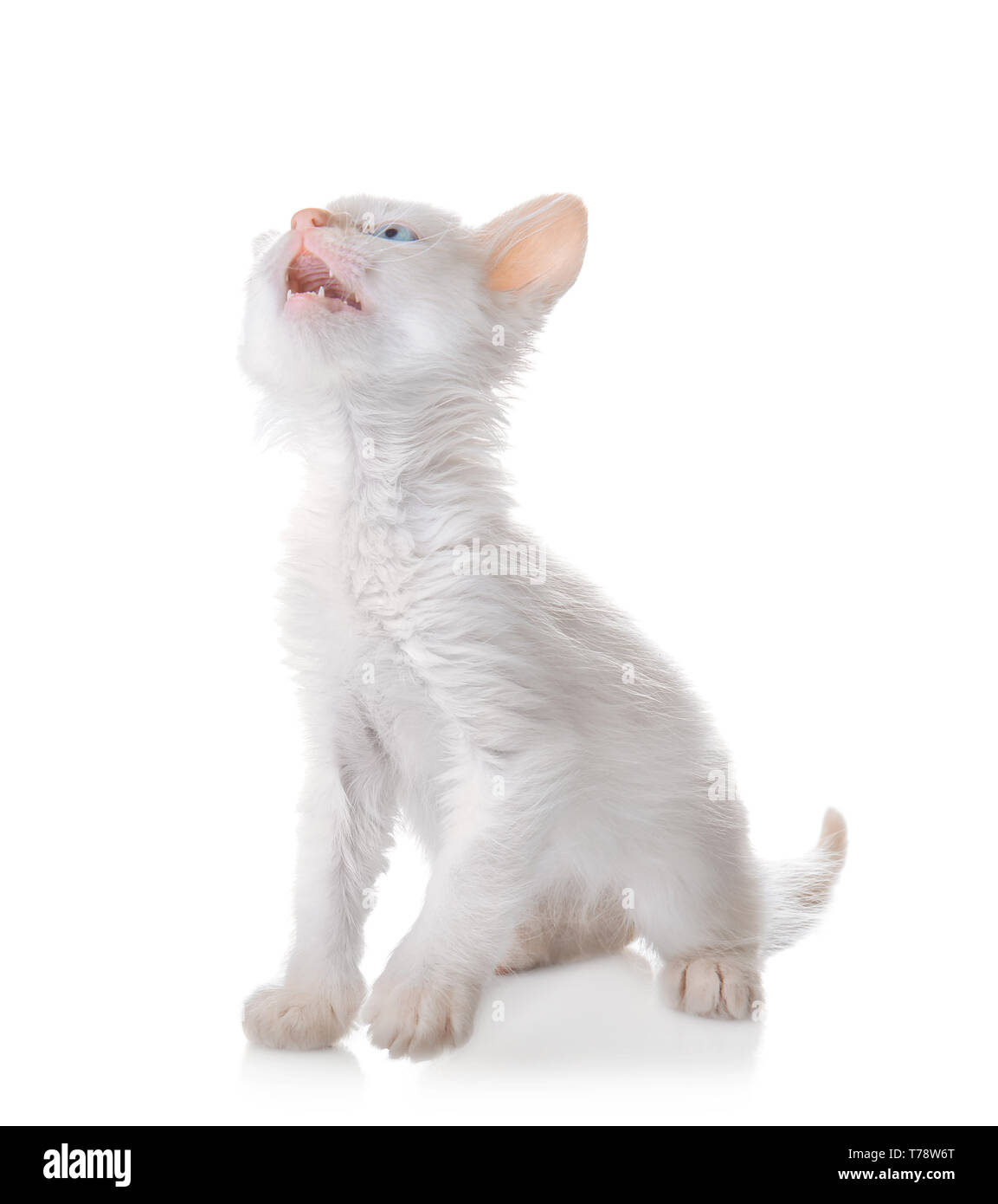 Funny small kitten on white background Stock Photo - Alamy