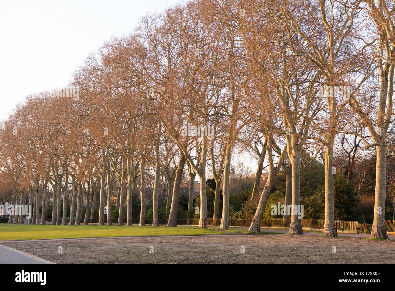 Row of trees in the grounds of the Royal Hospital Chelsea, London ...