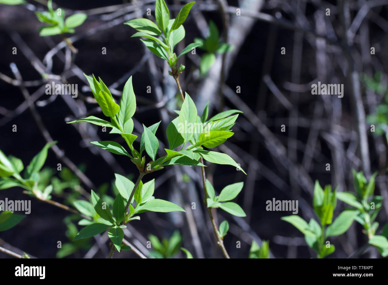 Emerging young leaves on the branches of a lilac bush in early spring ...