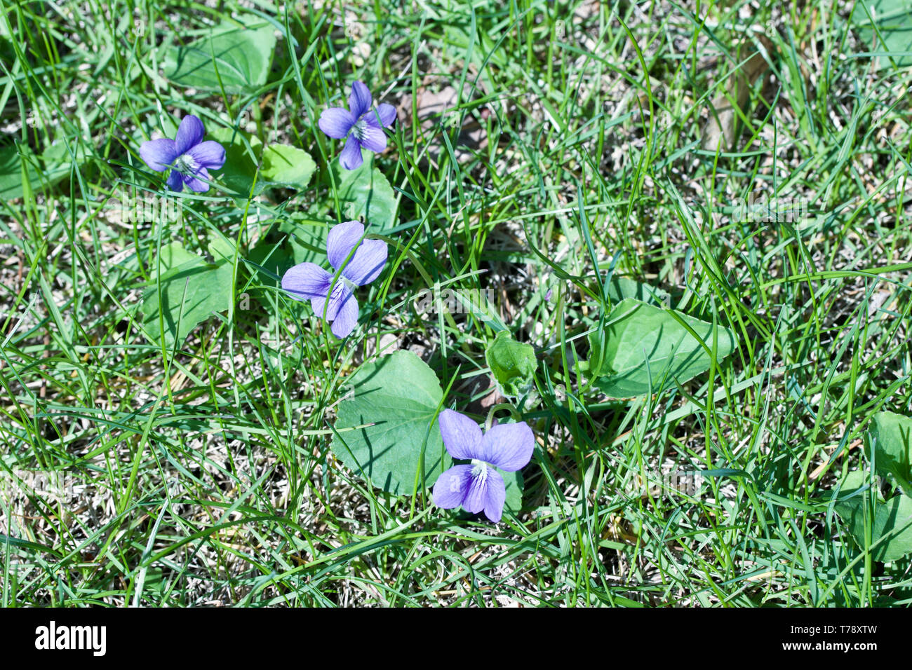 Close up view of common blue violet wildflowers (viola sororia) growing ...