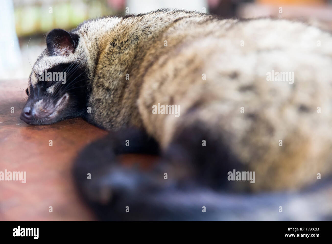 Asian palm civet (Paradoxurus hermaphroditus) on the coffee plantation ...