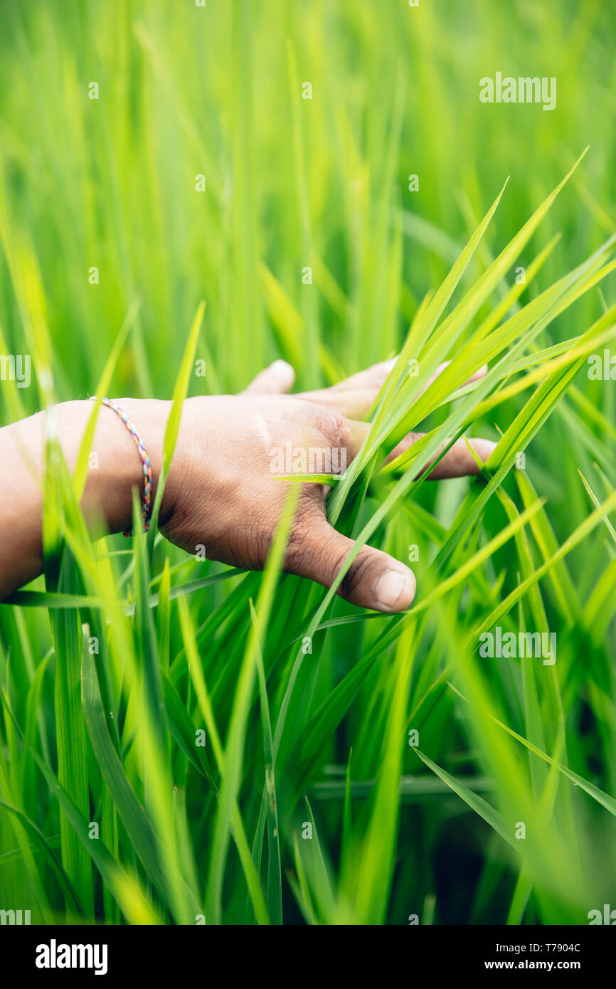 Closeup of the hand in the green rice field Stock Photo - Alamy