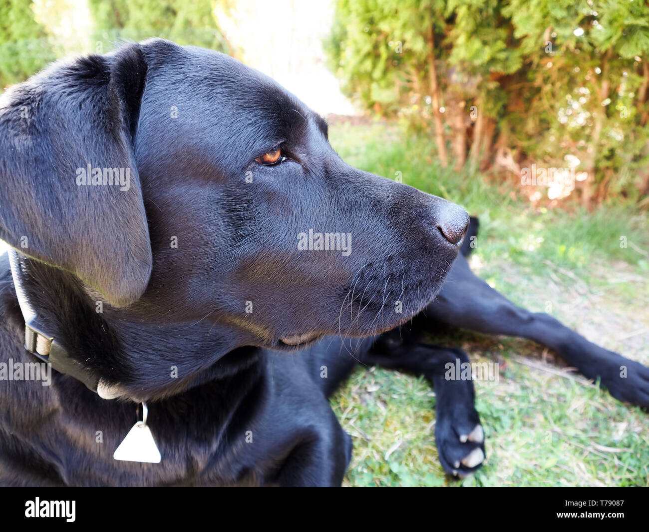Young black labrador retriever hi-res stock photography and images - Alamy