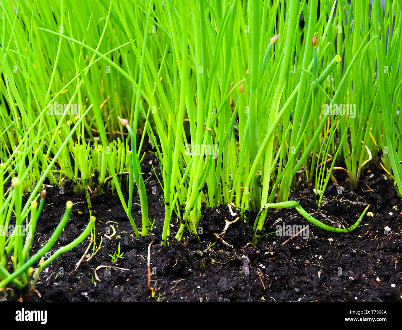 Non Fertile Soil High Resolution Stock Photography and Images - Alamy
