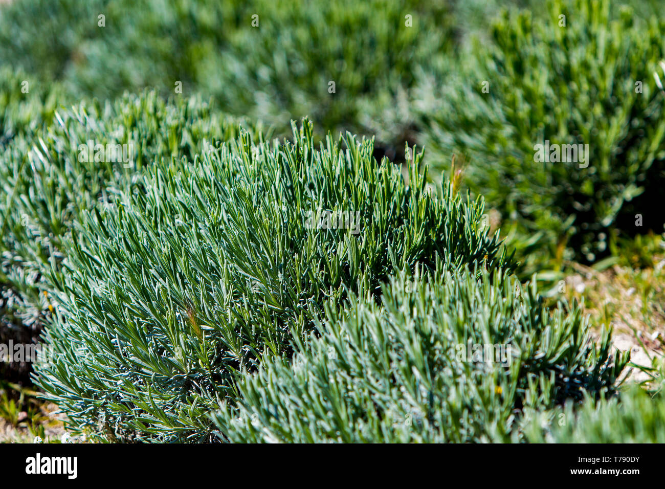 Lavender plants in early spring hi-res stock photography and images - Alamy