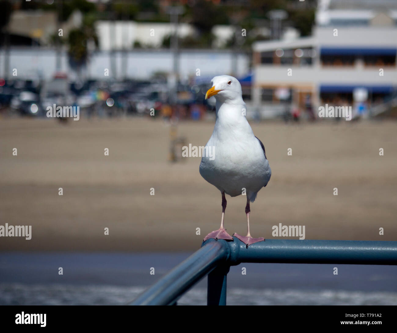 Seagull on Railing near a beach Craning His Neck Stock Photo - Alamy